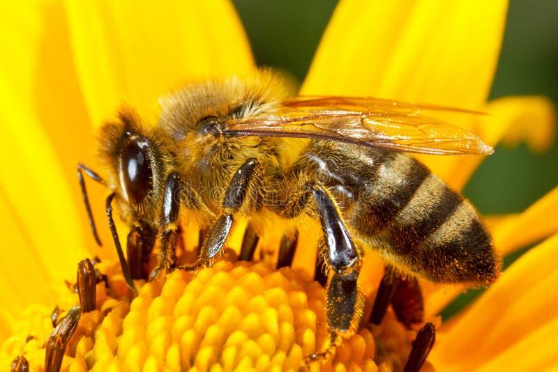 Bij op de bloem stock afbeelding. Image of klein, buiten - 25860077