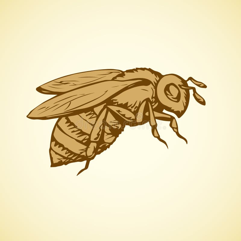 Bij Vector tekening vector illustratie. Illustration of koningin - 84282556