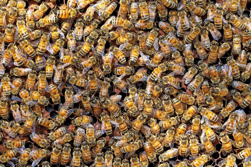 Bijen stock foto. Image of bijenwas, opgewekt, bijen - 37109018