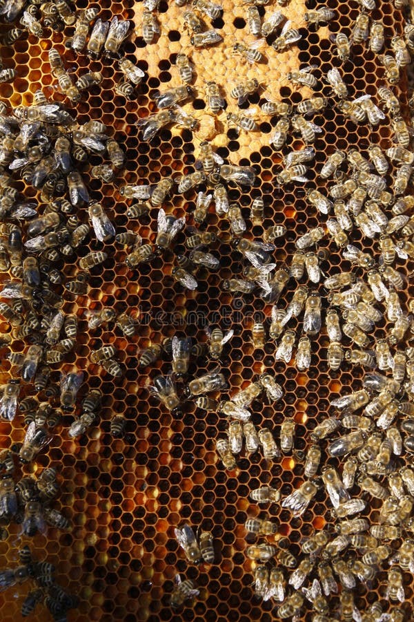 Bijen stock foto. Afbeelding bestaande uit honingraat - 5542830