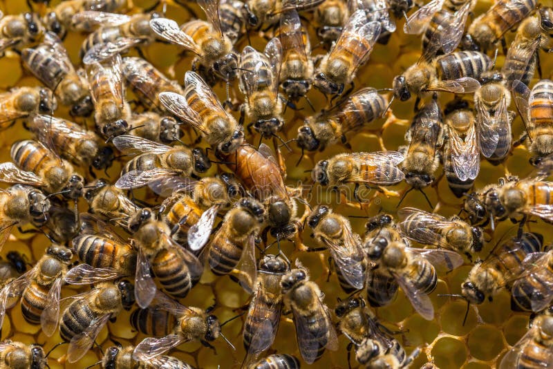 Bijenkoningin stock afbeelding. Image of familie, biologie - 60332927