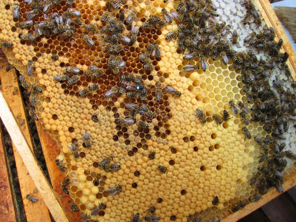 Bijen en hun moeder stock afbeelding. Image of imkerij - 21501189