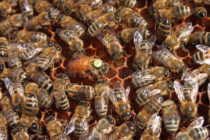 Bijenkoningin stock foto. Image of groep, landbouwbedrijf - 32893714