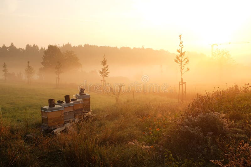 Bijenkasten in de zon stock afbeelding. Image of gezond - 48678393