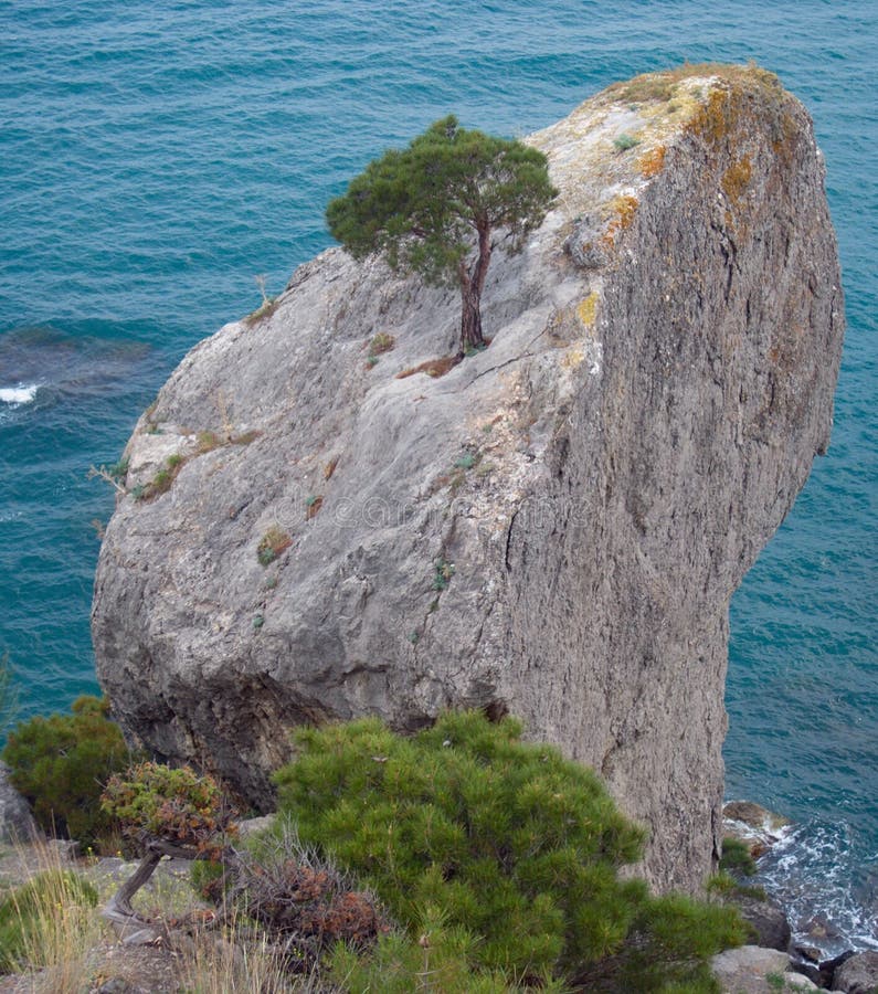 Het Groeien Van De Boom Op Een Rots Stock Foto - Image of jeneverbes ...