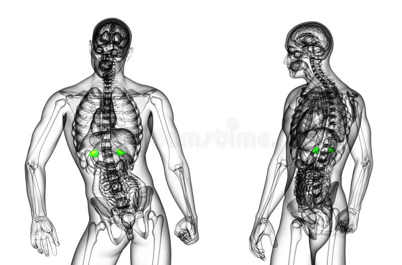 Bijnier stock illustratie. Illustratie bestaande uit anatomie - 45551013