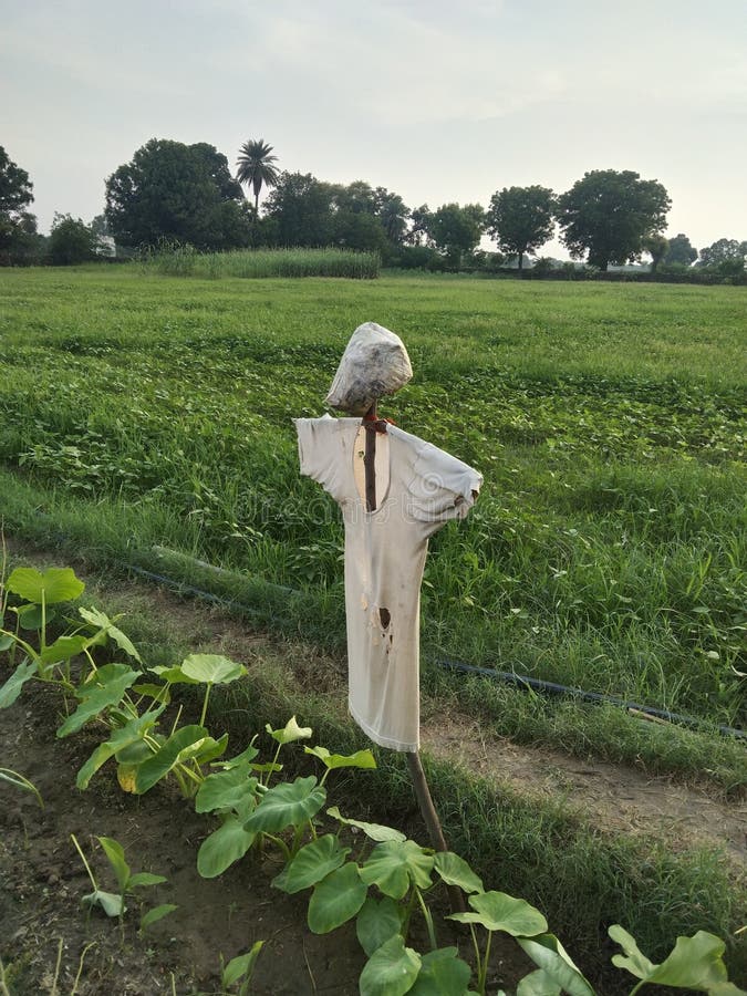 Bijuka in the Field, Scarecrow Image, Stock Image - Image of meadow ...