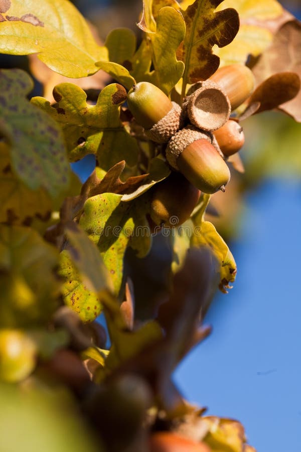 Bijzondere eikel stock foto. Image of groen, boom, eikel - 12267736