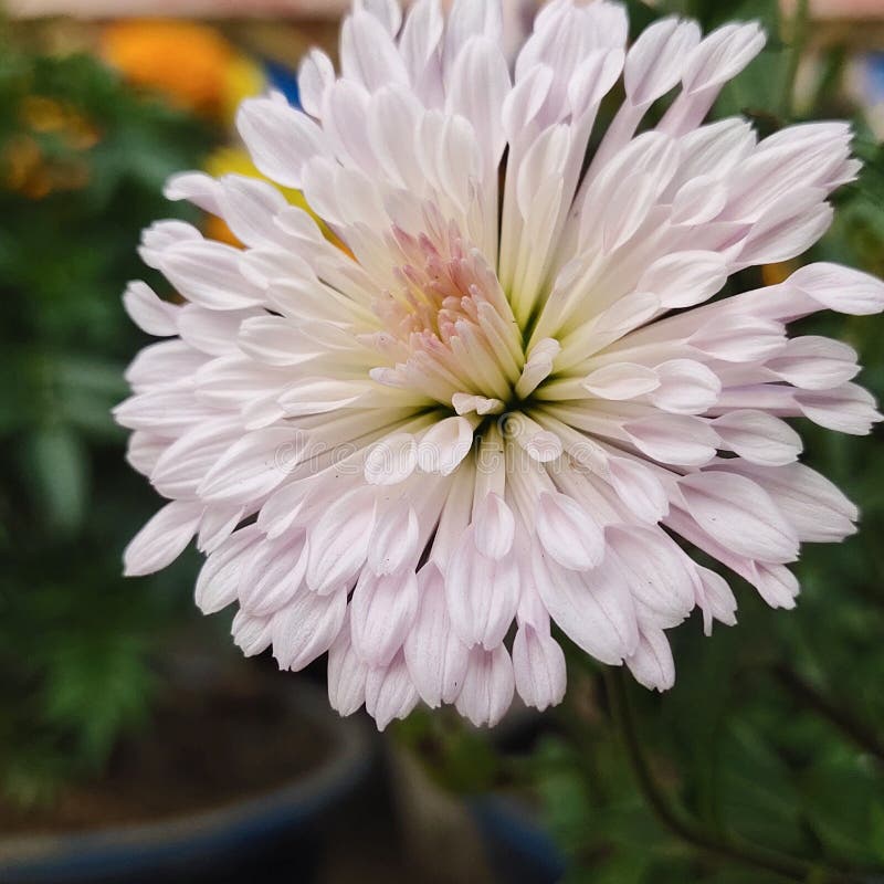 Flower stock photo. Image of biked, berra, bioko, behead - 169251244