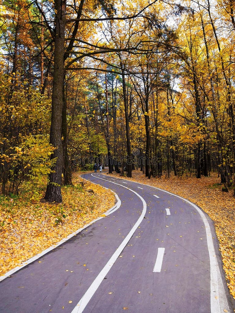 8,981 Breathtaking Forest Path Stock Photos - Free & Royalty-Free Stock ...