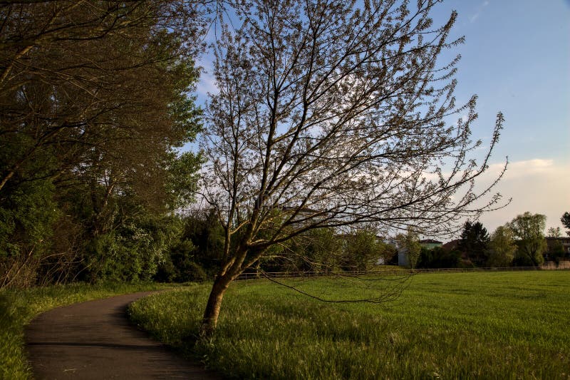 Bike Path Bordered by a Field in Spring at Sunset Stock Image - Image ...