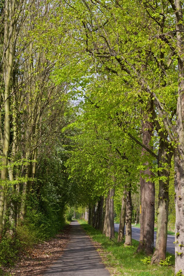 Bike path stock photo. Image of trail, downhill, bike - 42374216