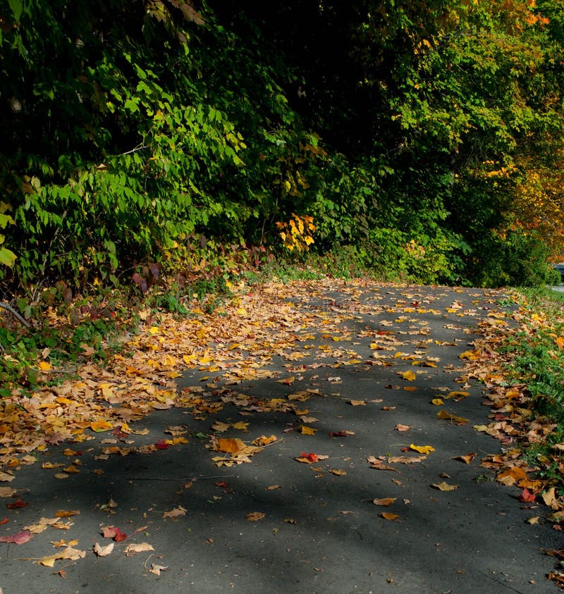 Bike Path in the Fall stock image. Image of autumn, fall - 26863689