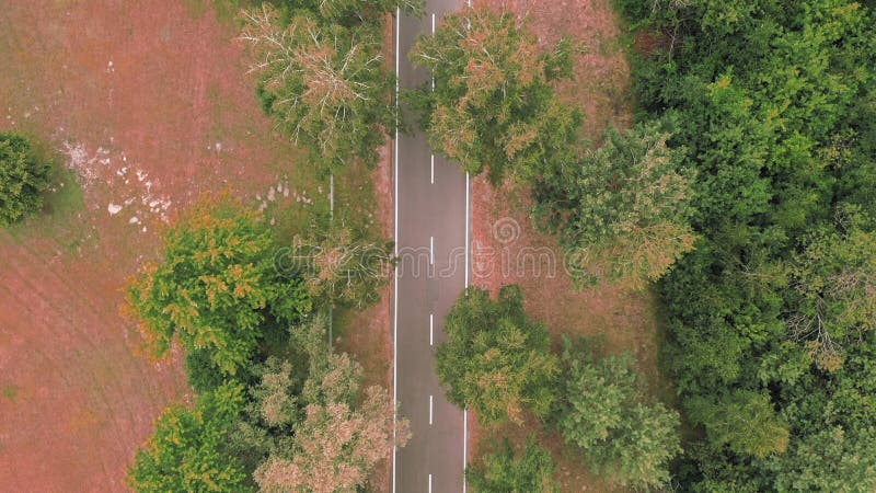 Bike Path among the Trees on a Summer Day. Stock Video - Video of bike ...