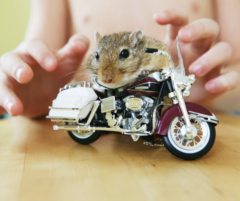Bike Riding Rodent stock image. Image of comical, playing - 1906957