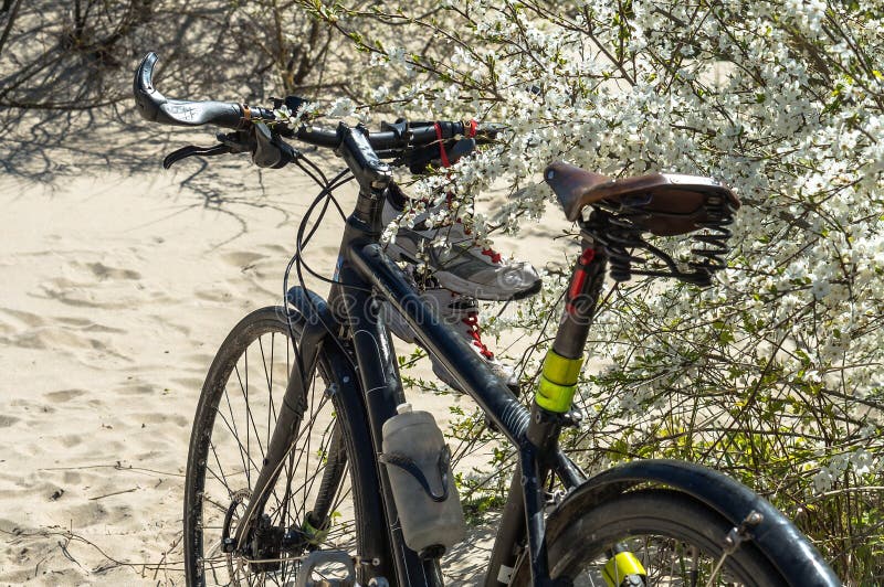 Bike in the Spring. a Flowering Tree and a Cyclist. a Bicycle Ride in ...