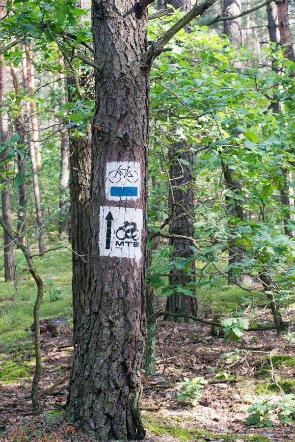 Bike trail sign on tree stock photo. Image of path, arrow - 96147458