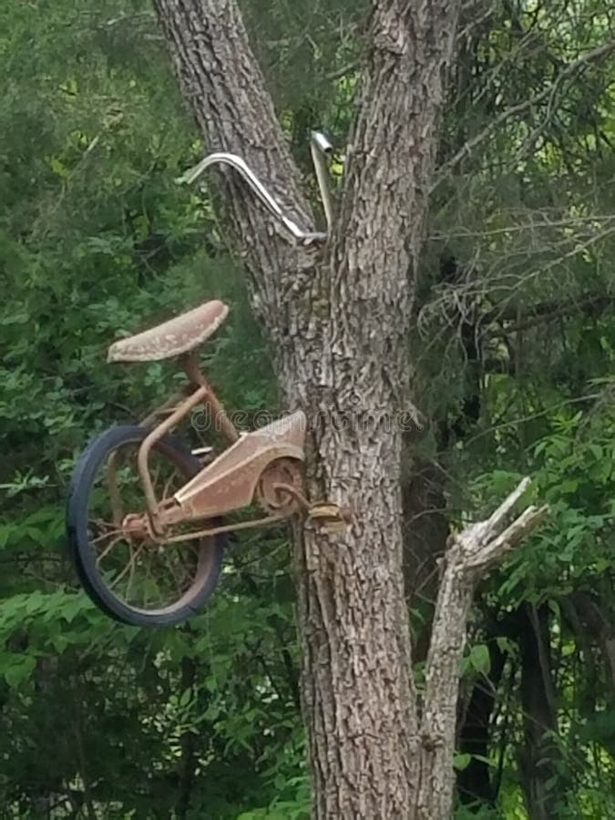 Bike in tree stock image. Image of tree, scenery, outdoors - 163592469