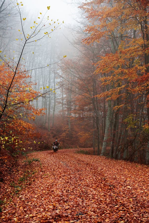 Biker in a Colorful Fall Path Stock Photo - Image of colors, country ...
