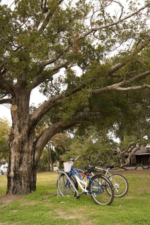 Bikes Under Oak Tree Picture. Image: 4240579