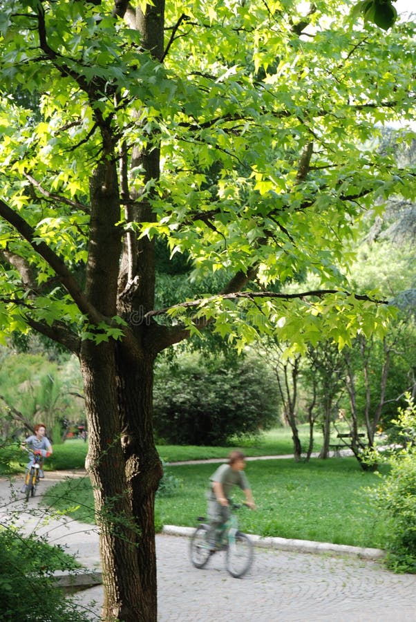 Biking at the Park stock image. Image of grass, exercise - 2385723