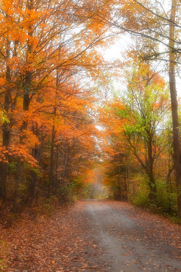 Biking trail through trees stock image. Image of michigan - 127253437