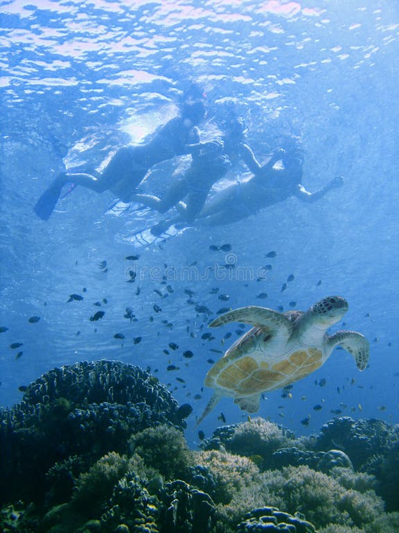 Bikini Swim with Sea Turtle Stock Photo - Image of diver, asia: 2319626