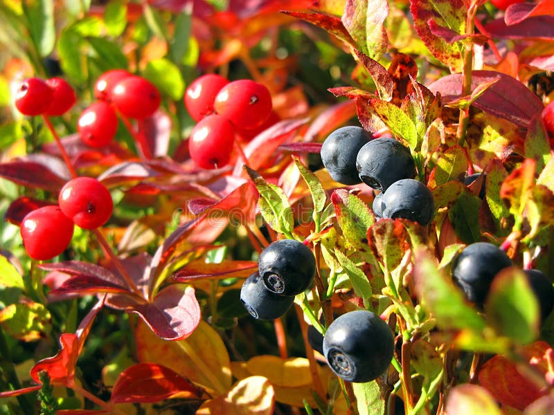 Bilberries stock photo. Image of color, blueberry, group - 11645460