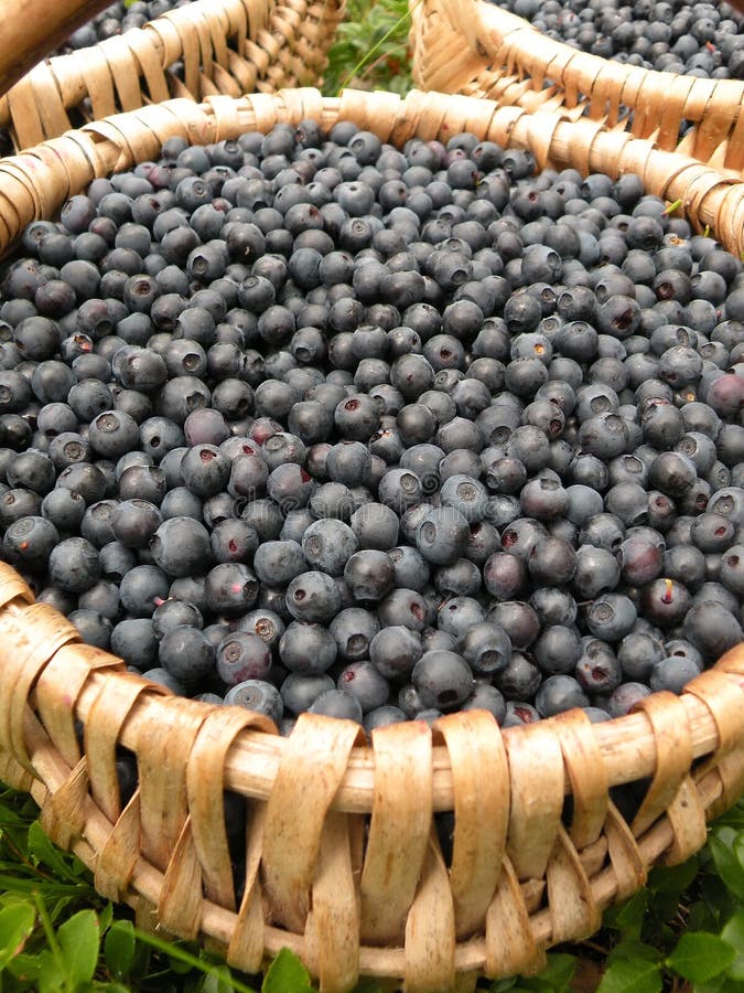 Bilberries stock photo. Image of fresh, plant, forest - 29551614