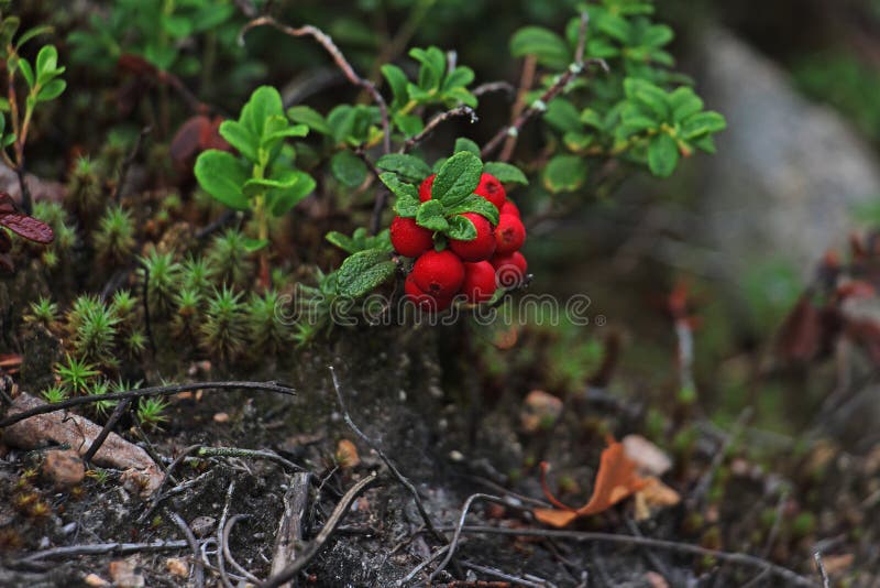 Bilberry Berries, Covered with Morning Dew Stock Photo - Image of flora ...