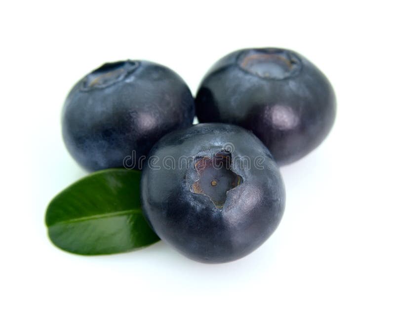 Bilberry Berries On A White Background Stock Photo - Image of forest ... Bilberry Berries On A White Background Stock Photo - Image of forest ...