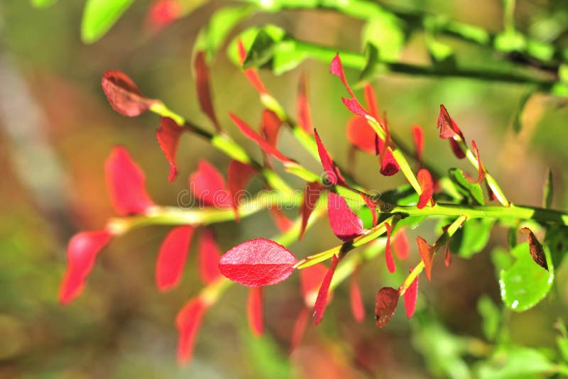 Bilberry bush. stock image. Image of detail, fresh, object - 21118339