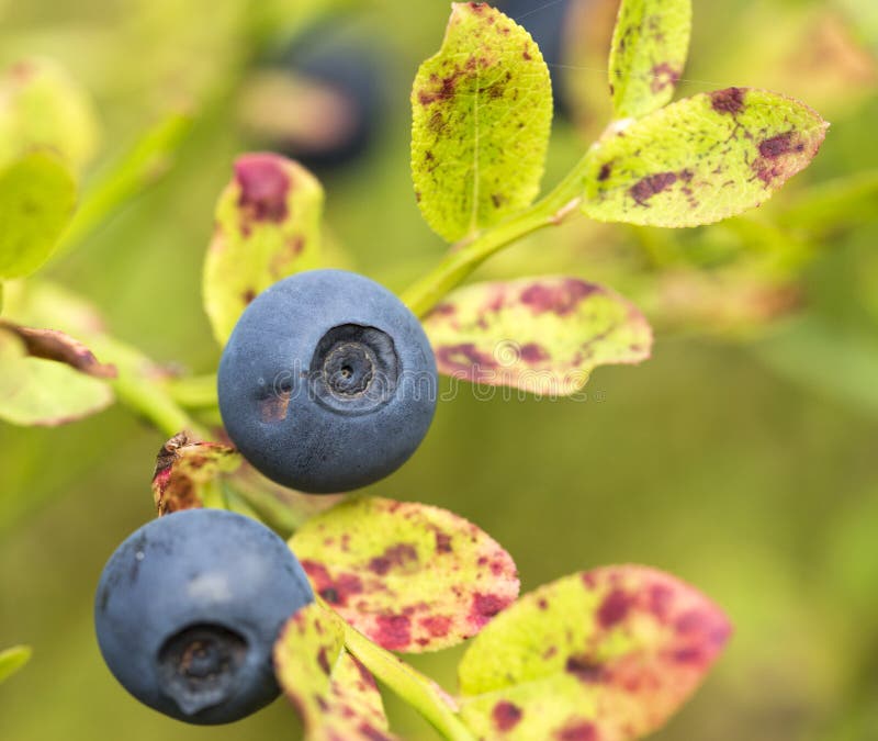 Bilberry-bush stock image. Image of leaf, whortleberries - 36159631