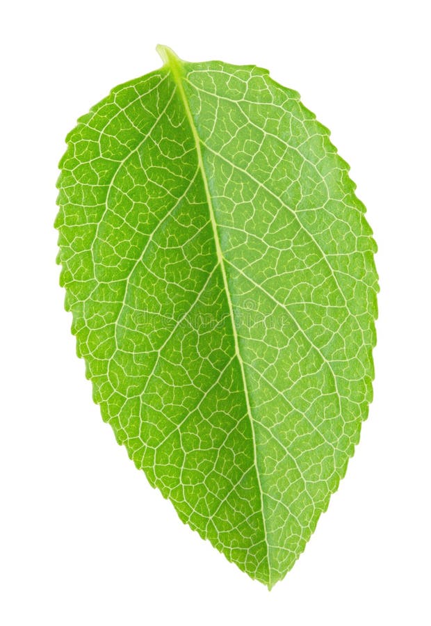 Bilberry Leaf Isolated on a White. Stock Photo - Image of design ...
