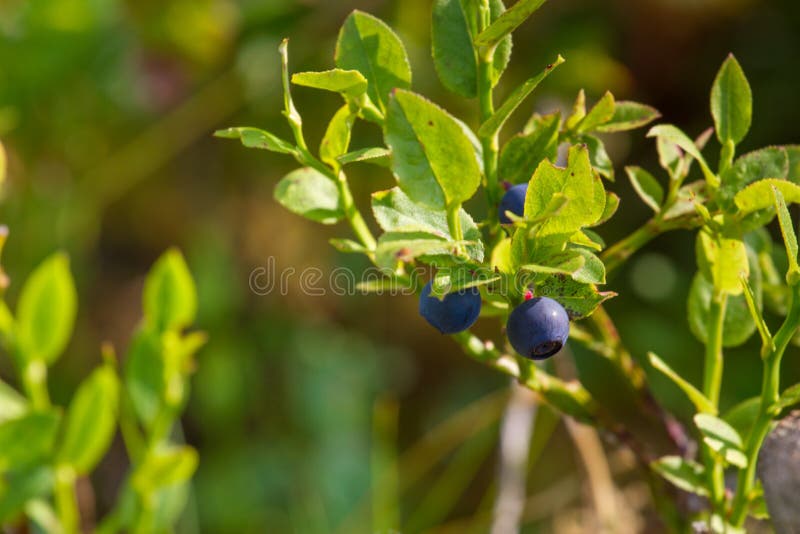 Plant, Bilberry, Fruit, Tree Picture. Image: 118325021