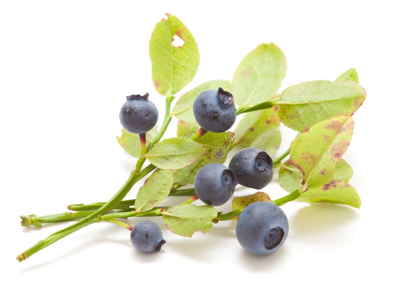 Bilberry stock photo. Image of myrtillus, juicy, hurtleberry - 32974284