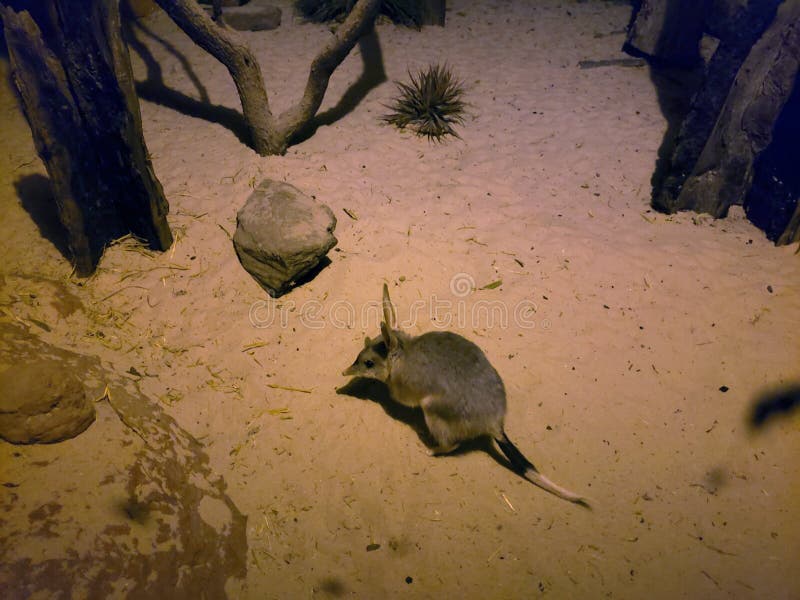 An Australian bilby stock image. Image of eyes, pink - 121241563
