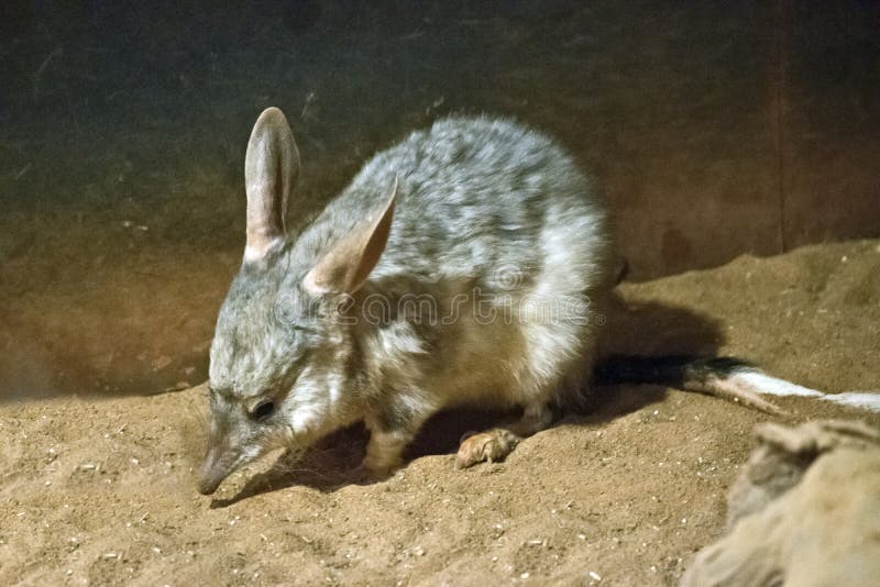 Bilby stock photo. Image of view, pointed, white, bilby - 102104892