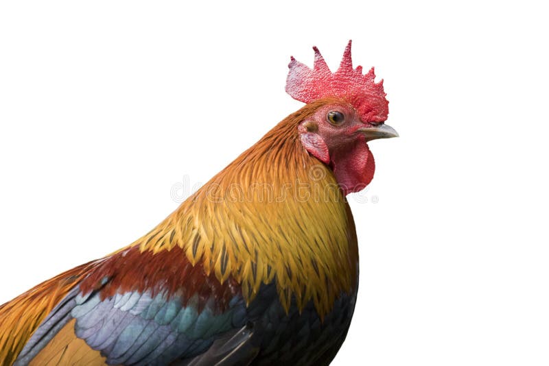 Bild av en hane fotografering för bildbyråer. Bild av havre - 77896121