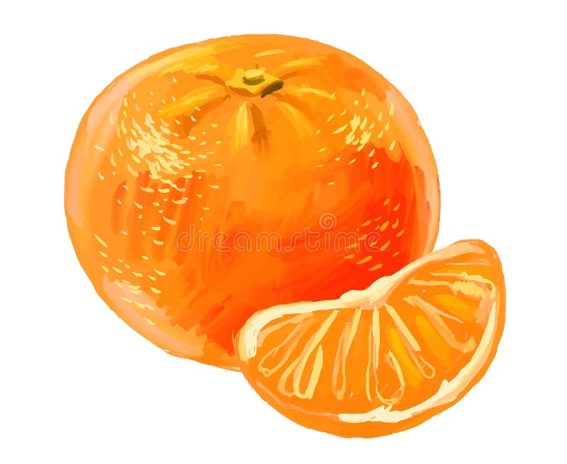 Bild av mandarin vektor illustrationer. Illustration av gourmet - 53748653