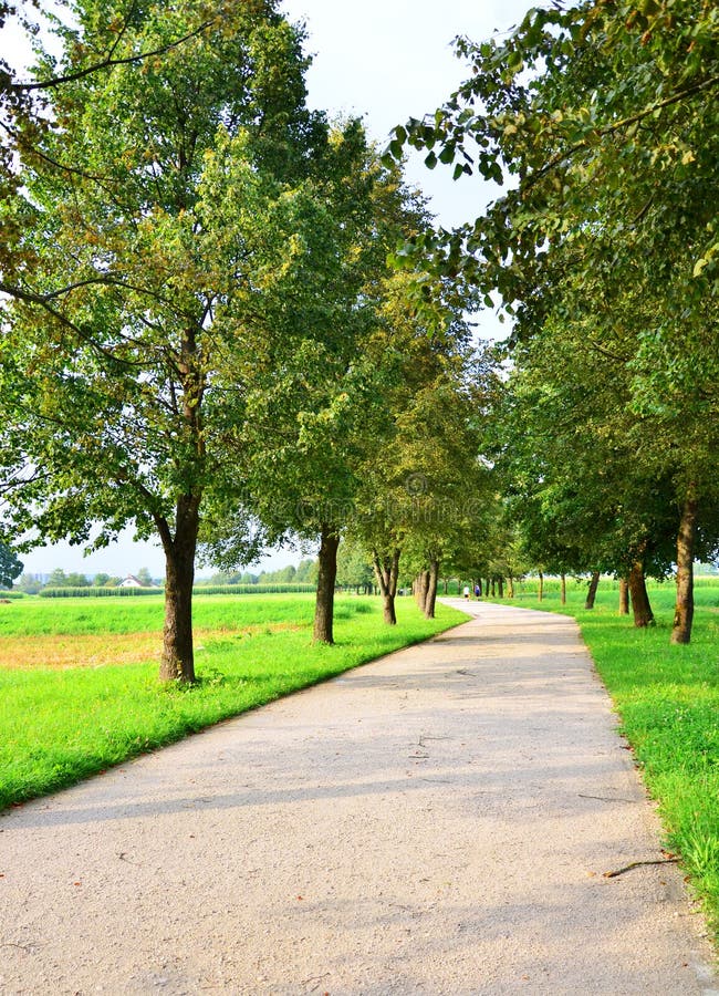 Weg In Einem Park Durch Einen Rasen Stockfoto - Bild von straße, baum ...