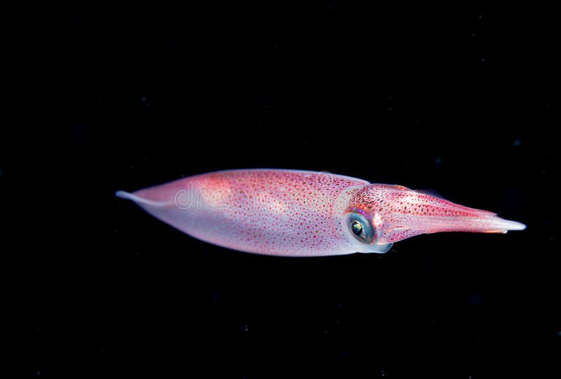 Bild Eines Kalmars Nachts Im Ozean Stockbild - Bild von wirbeltier ...