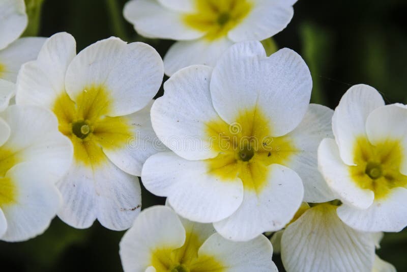 Bild einer Primel stockfoto. Bild von bild, eingemacht - 116384844