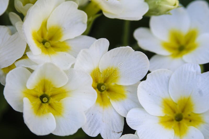 Stilvolle Sind Primel Mehrjahrig Bild