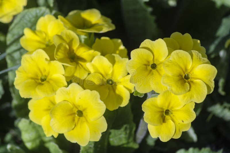 Bild einer Primel stockfoto. Bild von bild, eingemacht - 116384844