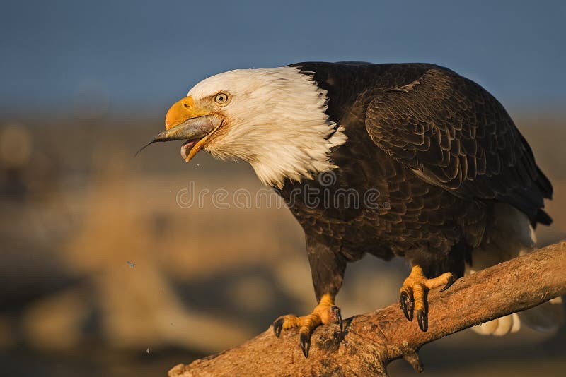 Bild Eines Wilden Kahlen Eagle Haliaeetus-leucocephalus Essens Fis ...