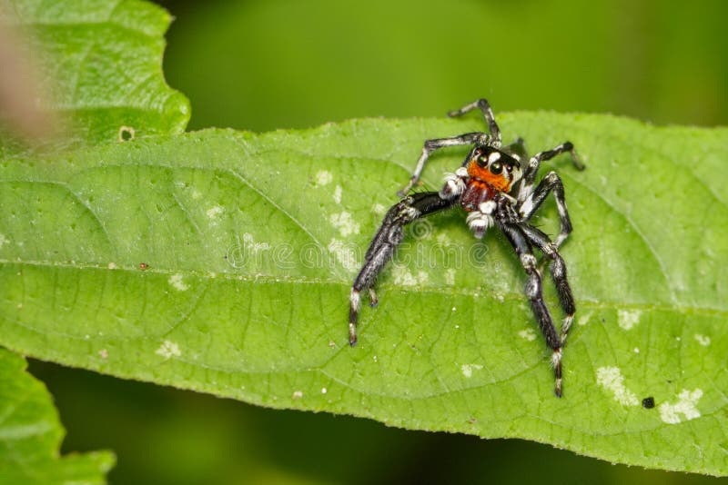 Mauritische Springende Spinne Stockbild - Bild von mauritius, insel ...