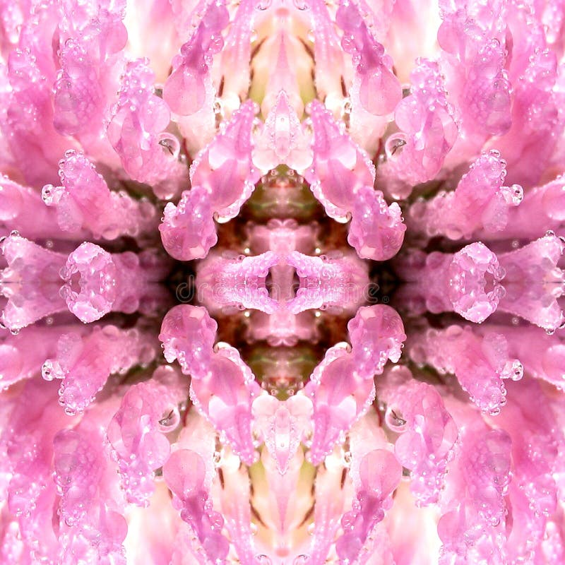 Bild vom rosa Klee stockbild. Bild von nave, symmetrisch - 108319609