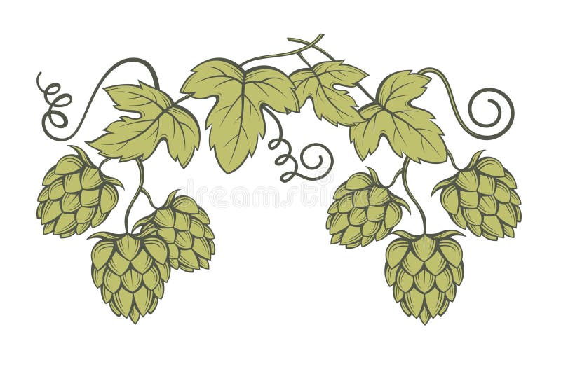 Bild von Hopfen vektor abbildung. Illustration von getrennt - 84590060