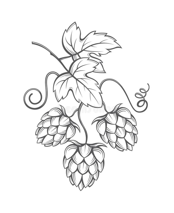 Bild von Hopfen vektor abbildung. Illustration von hopfen - 86036202